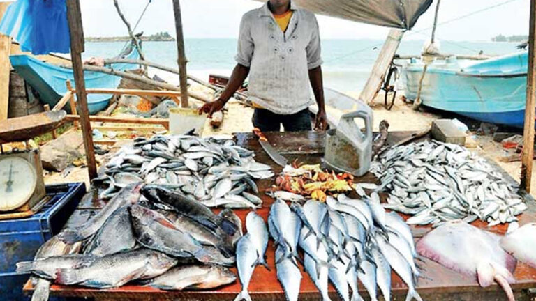 Fishermen lament fish imports! – Sri Lanka Mirror – Right to Know ...