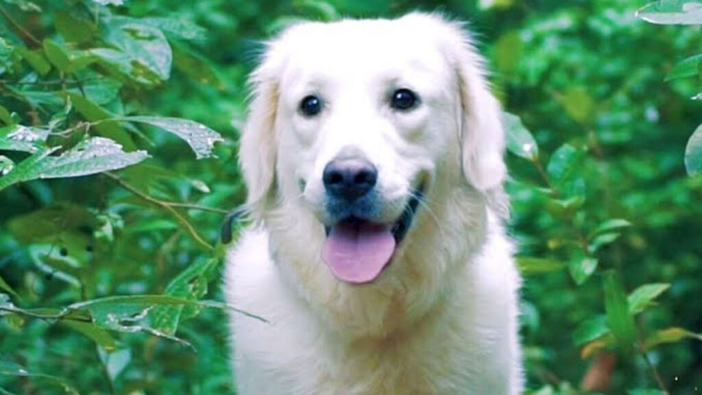 Beloved ‘Lista’ on ‘Hathe Kalliya’, no more – Sri Lanka Mirror – Right ...