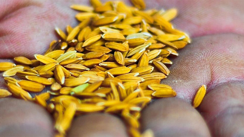 Govt. to begin paddy purchasing for Yala season – Sri Lanka Mirror – Right to Know. Power to Change