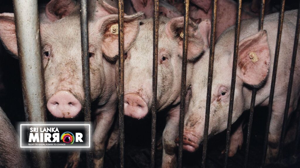 Thieves steal 55 pigs from a farm in Balangoda! – Sri Lanka Mirror ...