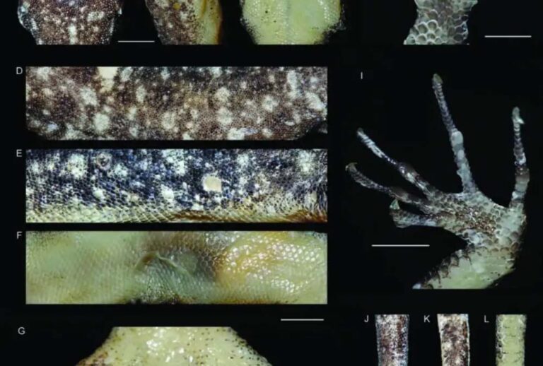 Two new gecko species discovered – Sri Lanka Mirror – Right to Know ...