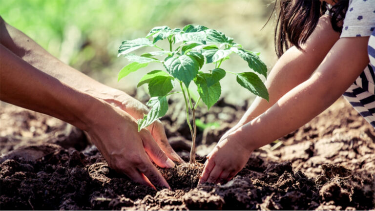 Planting a sapling – Sri Lanka Mirror – Right to Know. Power to Change