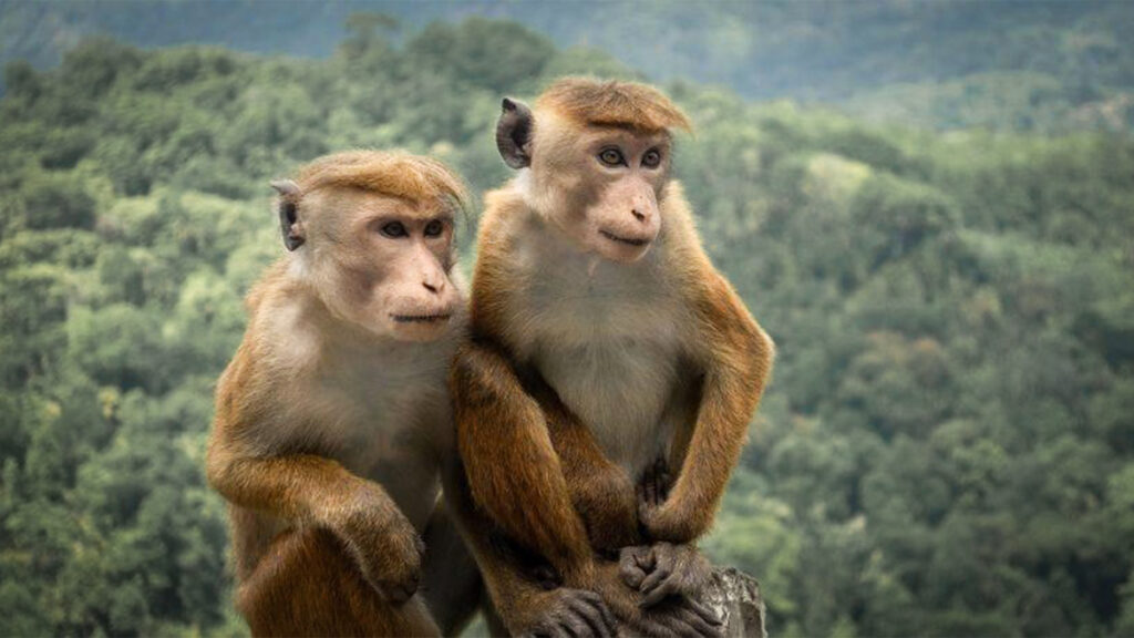 Monkeys to be relocated to an island – Sri Lanka Mirror – Right to Know ...