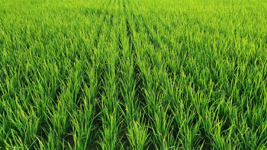 “512,000 hectares of paddy cultivated in Yala season after a decade ...