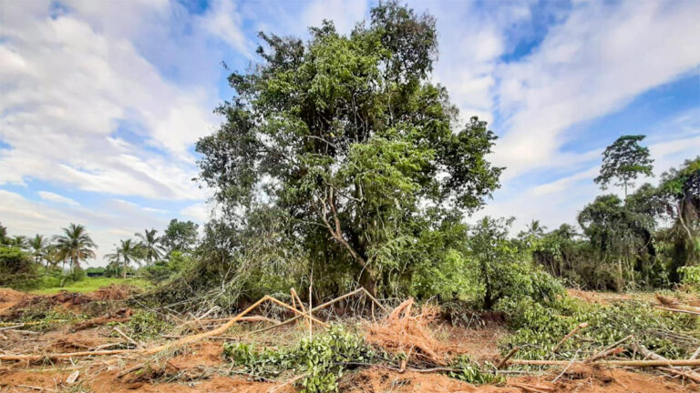 Court order to unearth root of ‘Pandukaranda’ tree – Sri Lanka Mirror ...
