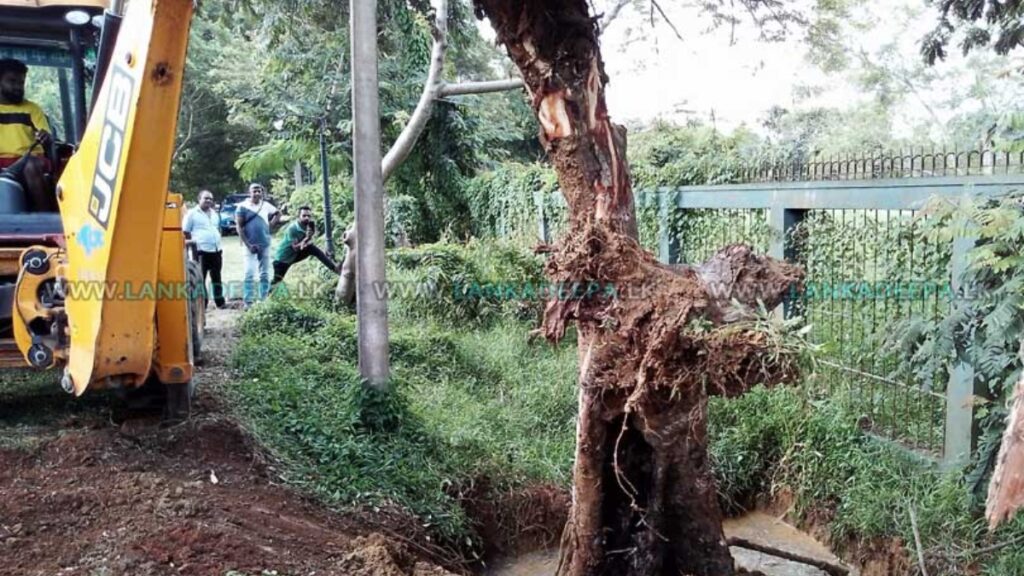 Unearthed ‘Pandukaranda’ tree replanted! – Sri Lanka Mirror – Right to ...