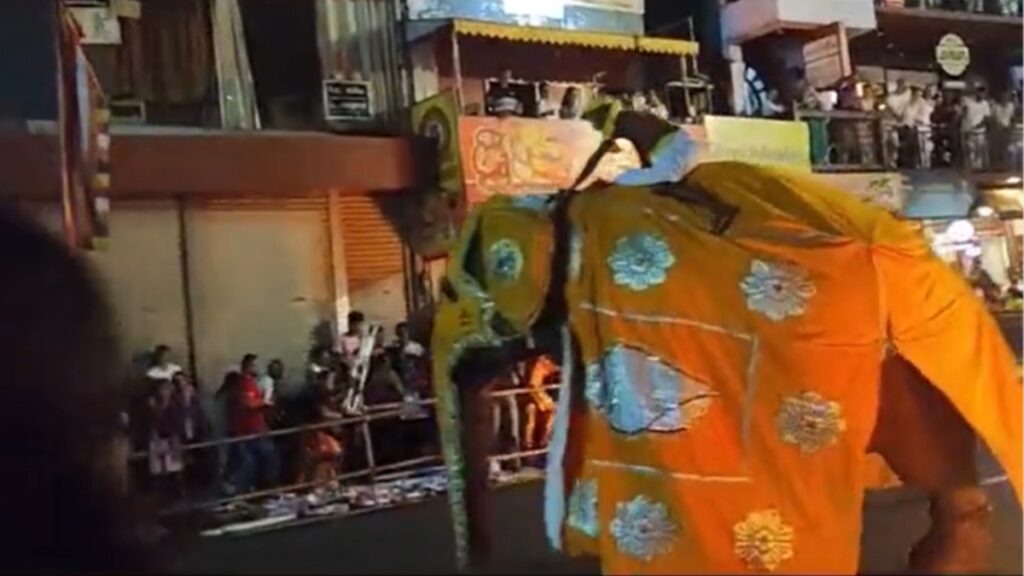 Elephants run amok in Kandy; spectators jump into lake (Video) – Sri ...