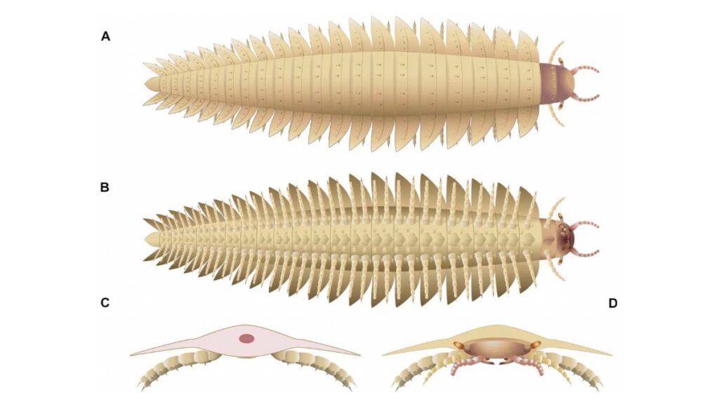Fossils reveal head of ancient millipede that was biggest bug ever ...