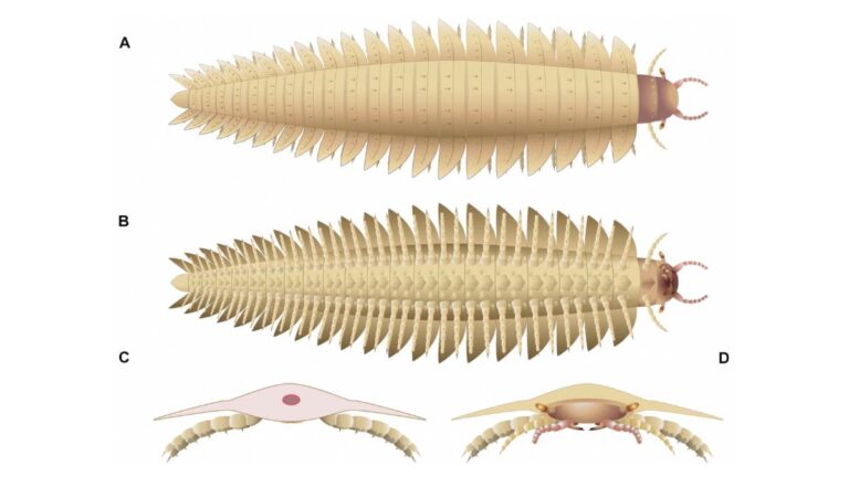Fossils reveal head of ancient millipede that was biggest bug ever ...
