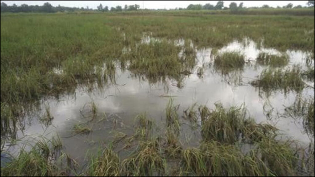 Over 338,000 acres of paddy fields destroyed – Sri Lanka Mirror – Right ...