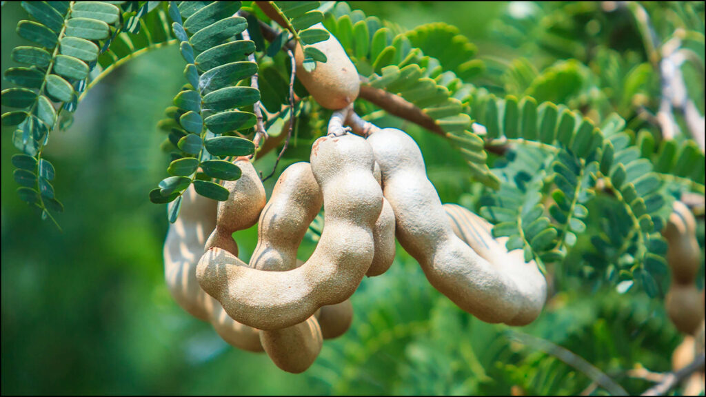 Tamarind prices skyrocket – Sri Lanka Mirror – Right to Know. Power to ...