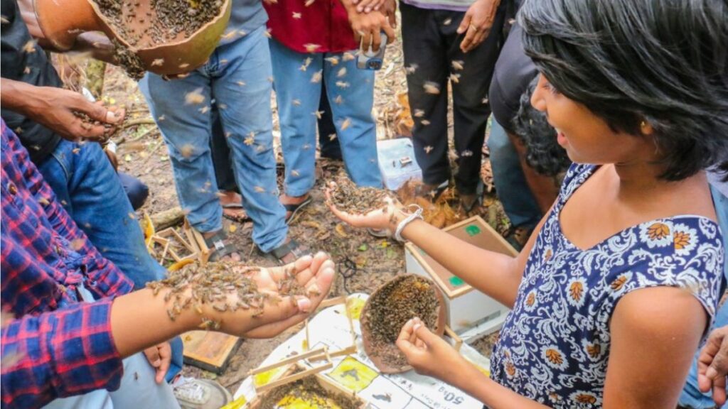 Sri Lanka’s 1st Bee park opens in Bingiriya – Sri Lanka Mirror – Right ...