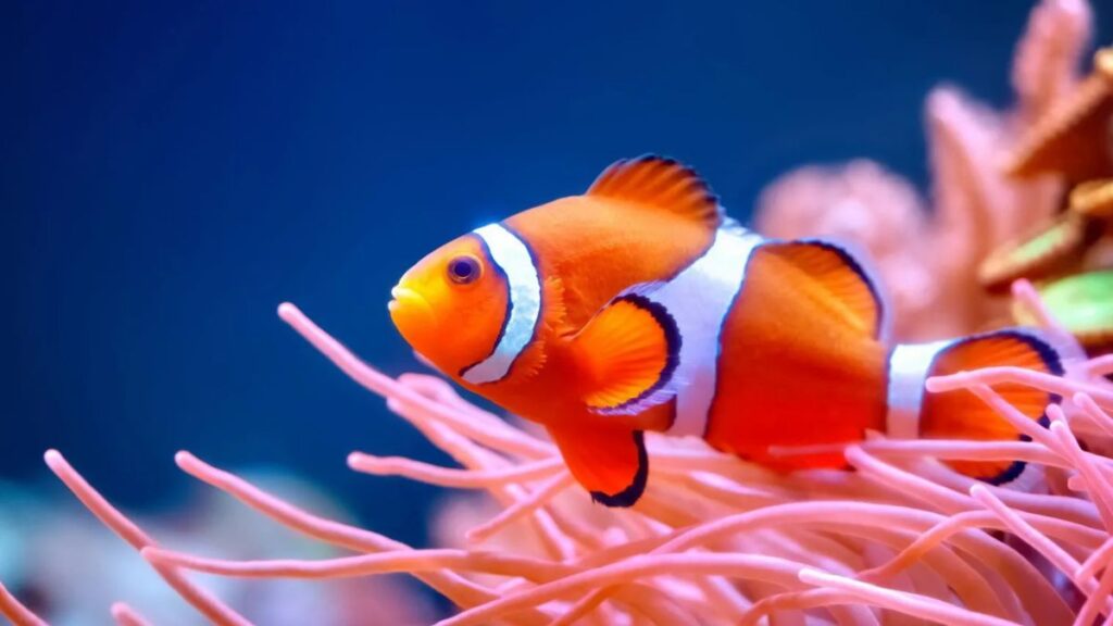 ‘Shrinking Nemo’: Smaller clownfish sound alarm on ocean heat – Sri ...