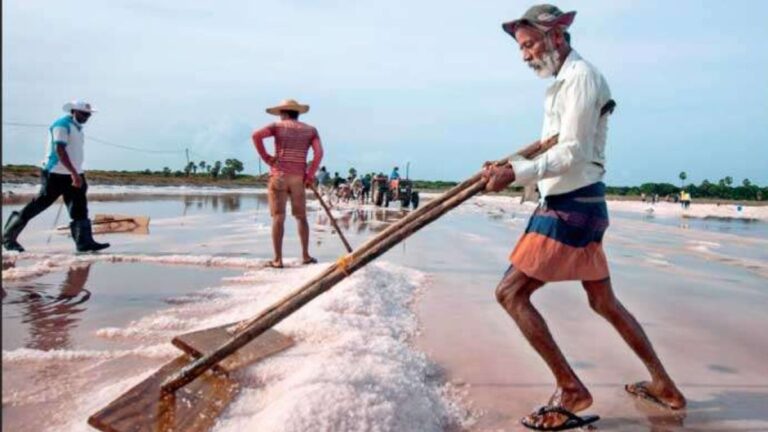 Record salt harvest in Puttalam after 05 years – Sri Lanka Mirror ...