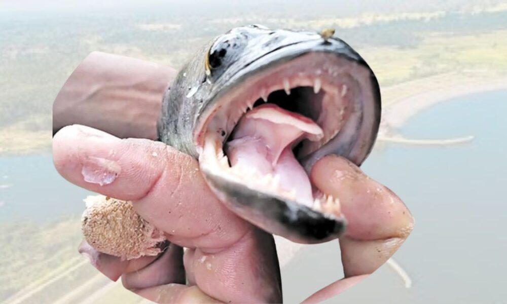 Invasive, predatory fish released to Deduru Oya to pave way for solar ...