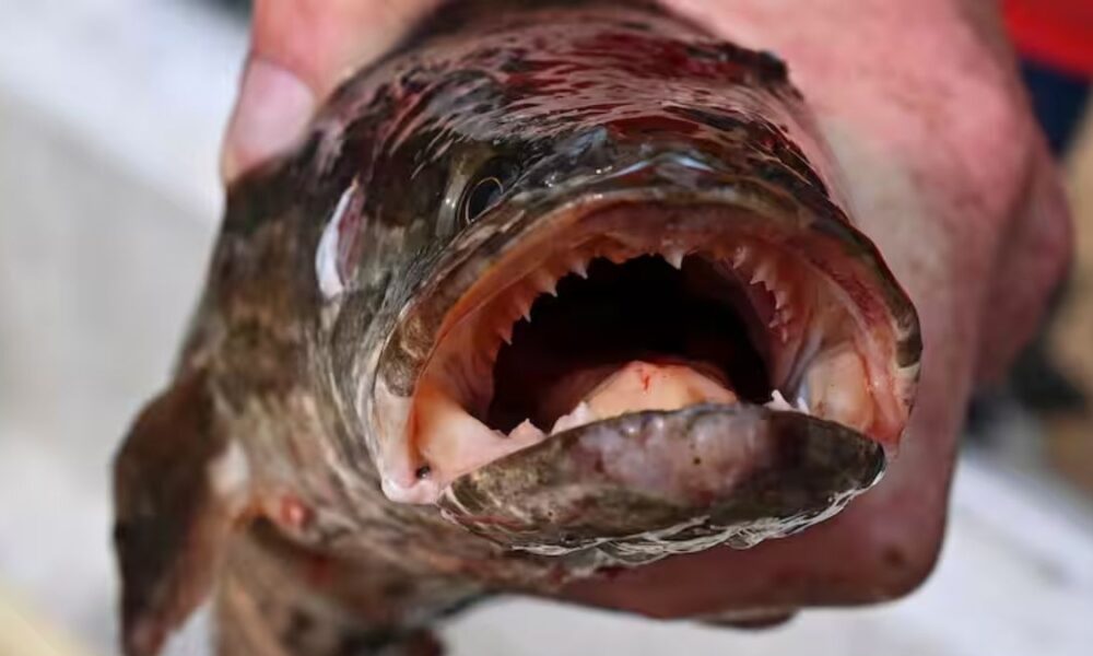 Fishing competition to target invasive ‘Giant Snakehead’ in Deduru Oya ...