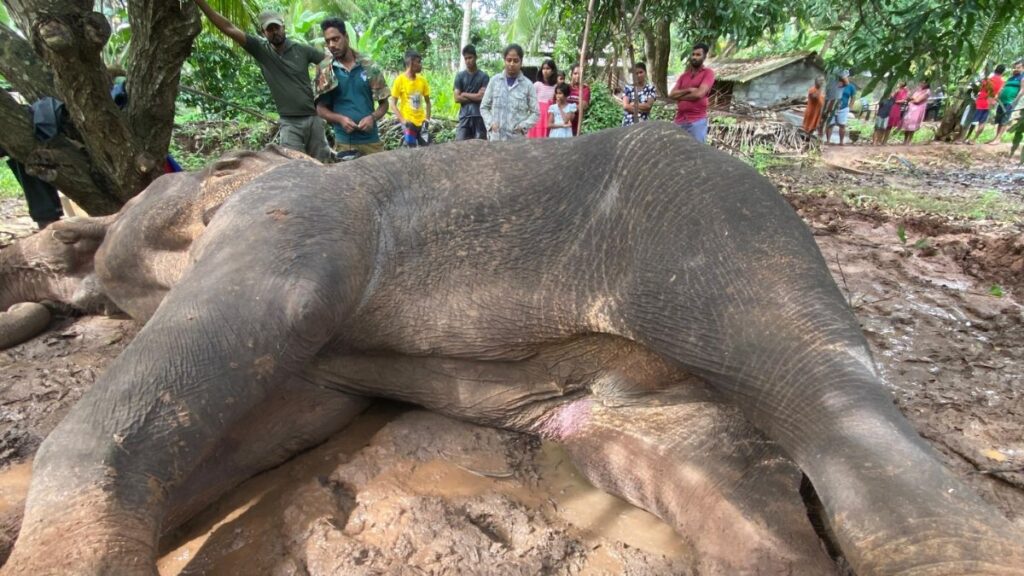 Suspects who set fire to wild elephant, further remanded – Sri Lanka ...