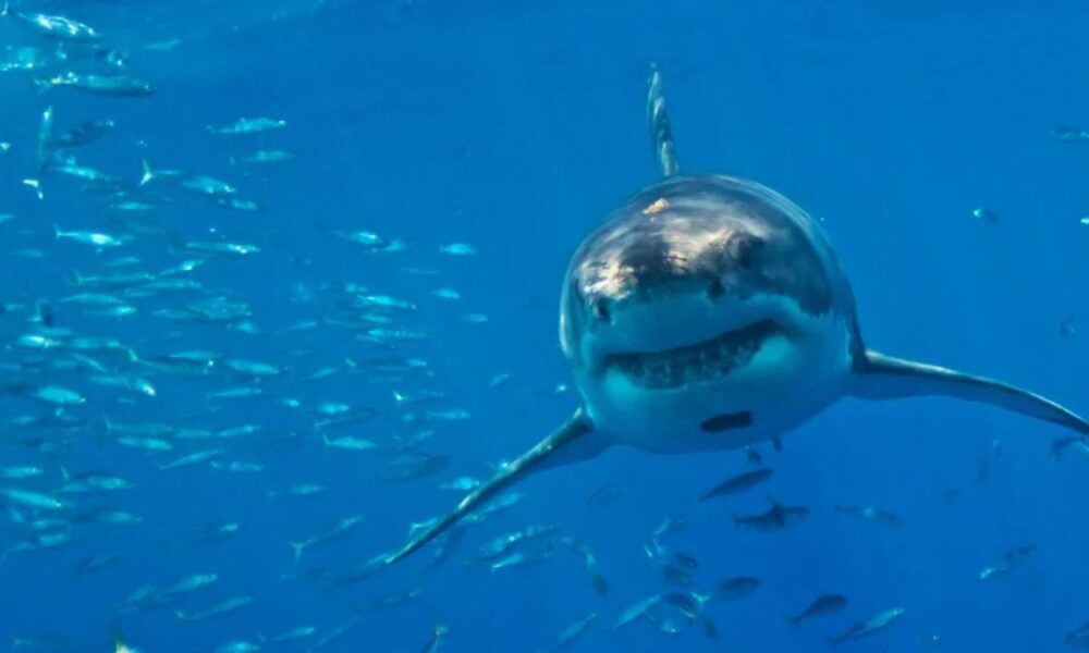 Hayeshika granted bail (Update) – Sri Lanka Mirror – Right to Know ...